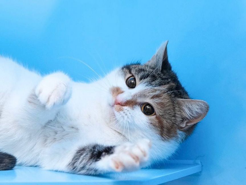Кошка Снегурочка
