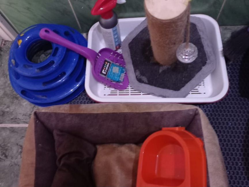 Принадлежности для кошек