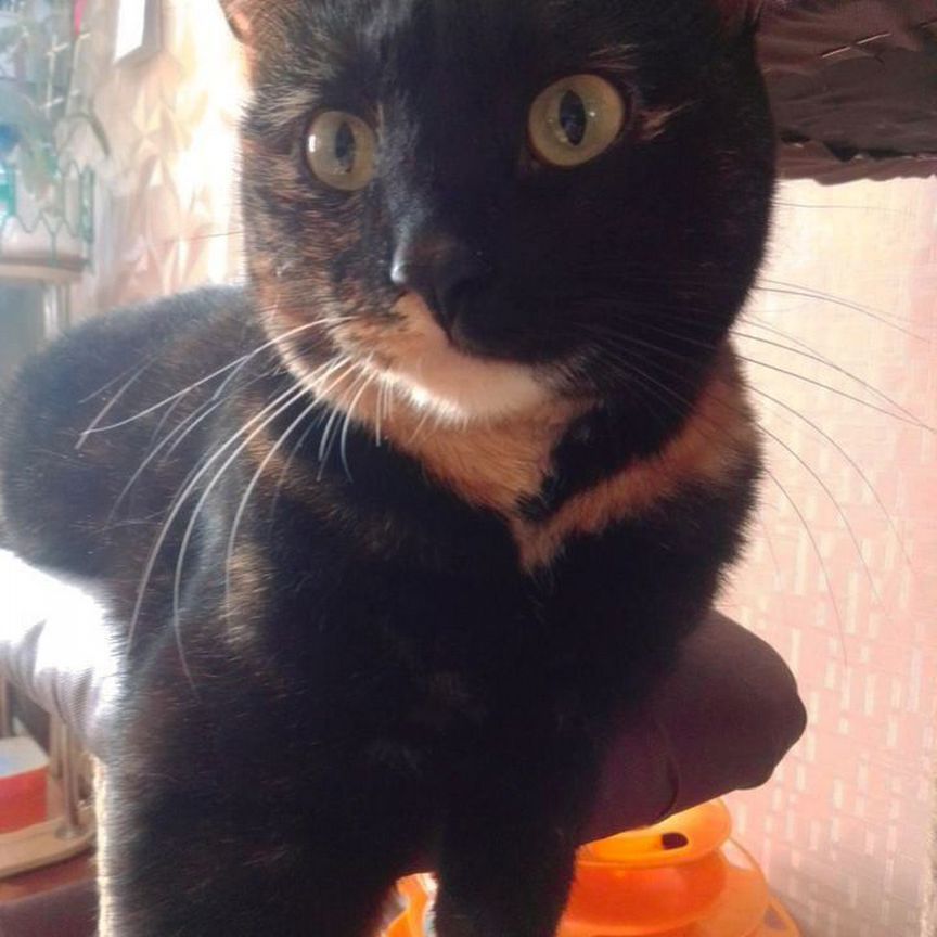 Кошка бесплатно