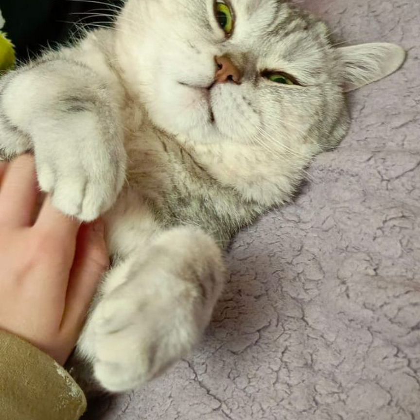 Скоттиш страйт котята