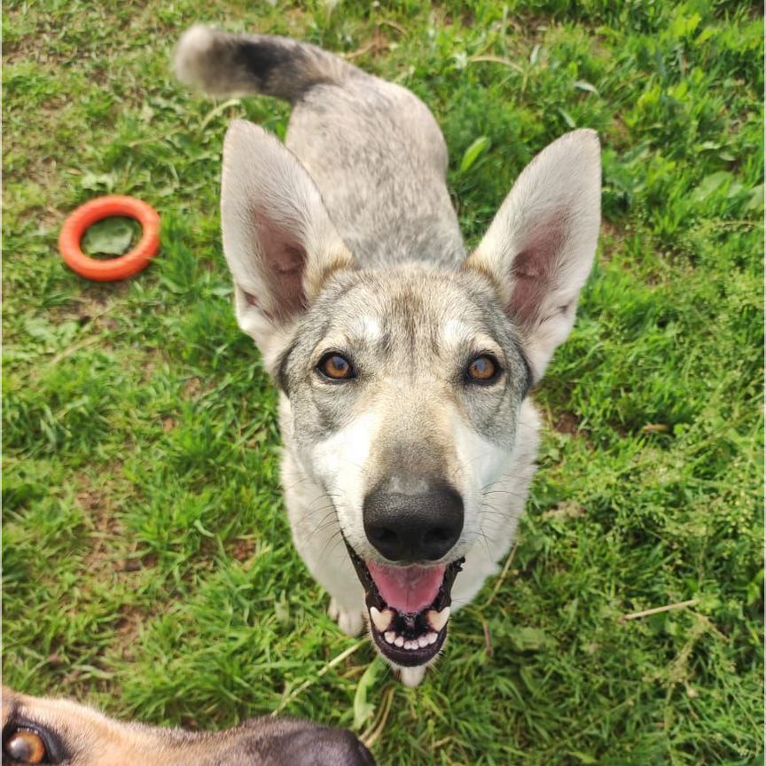 Балушик ищет дом