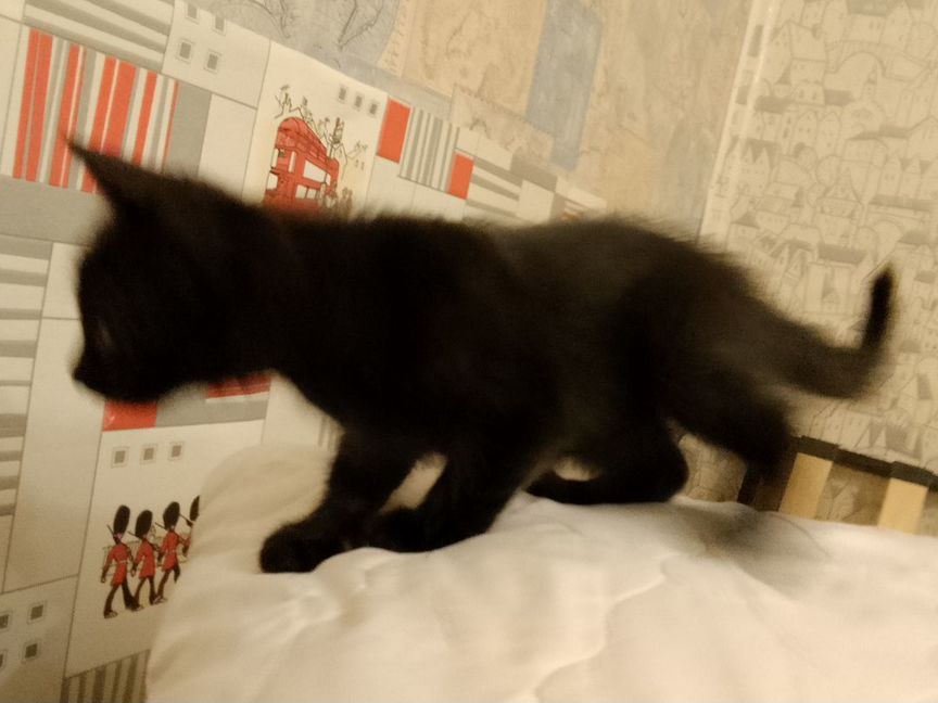 Темно-коричневая кошечка,1 мес