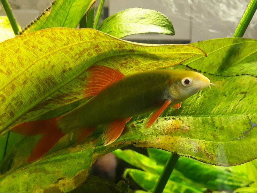 Лабео Glo fish и Лабео Биколор