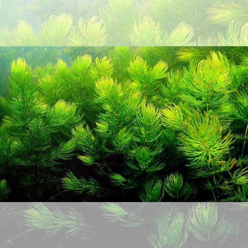 Отдам водоросли с улитками