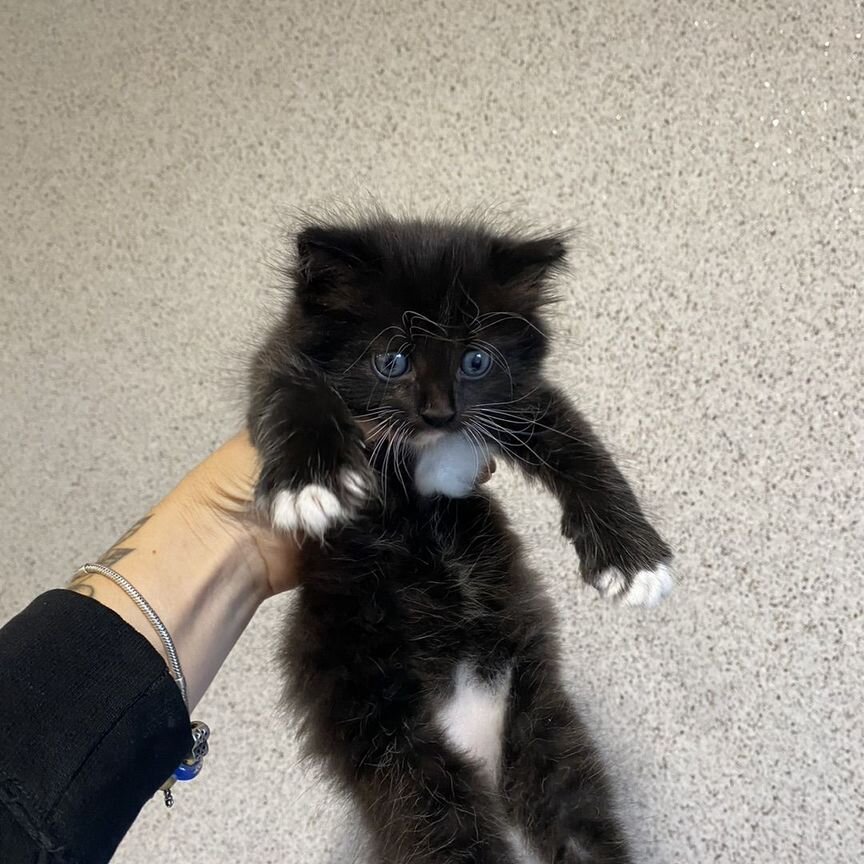 Котёнок в добрые, заботливые руки