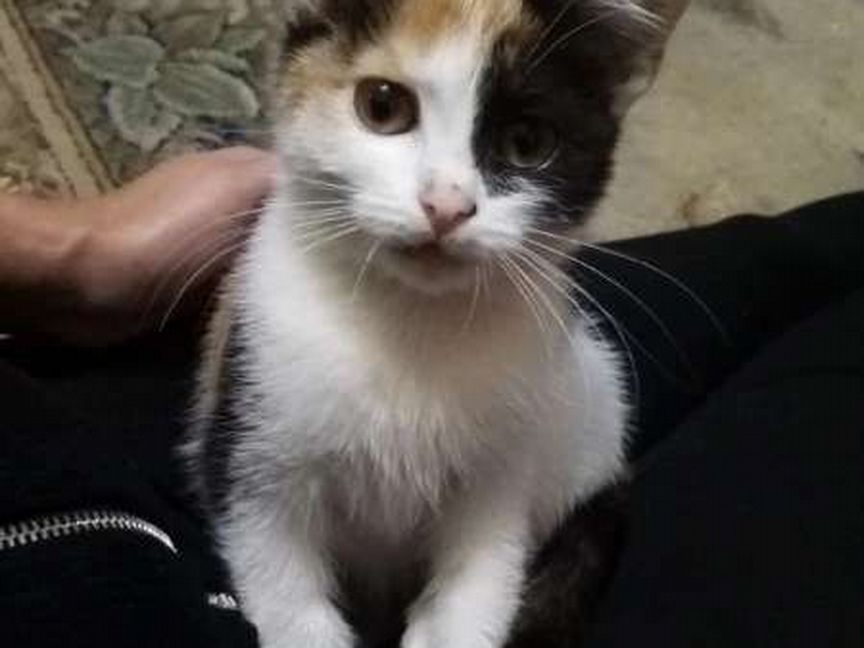 Кошка
