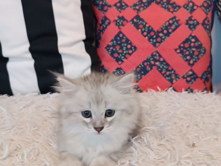 Котёнок