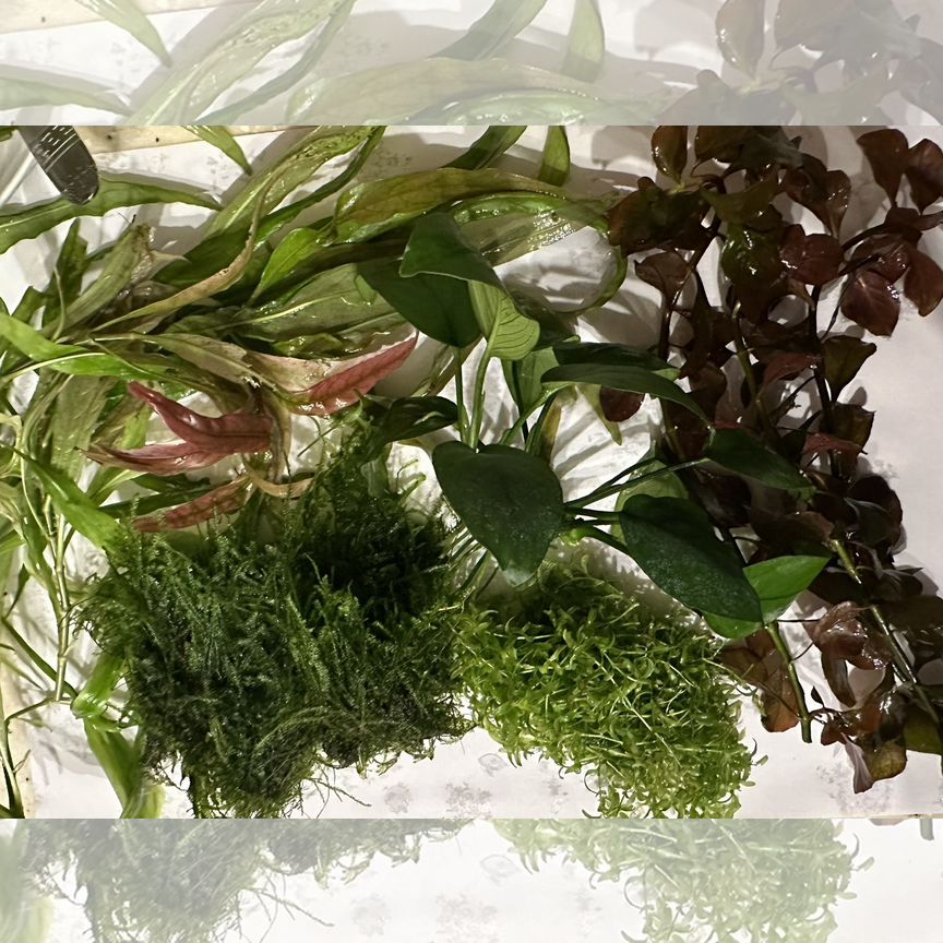 Аквариумные растения прополка