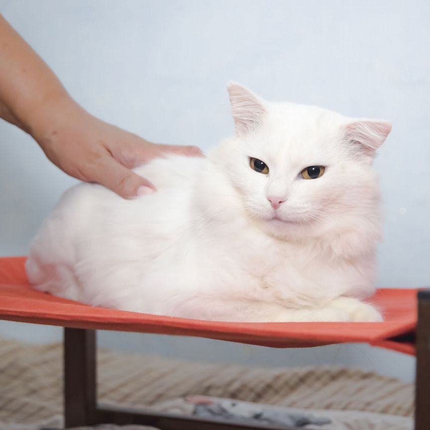 Кота выгнали из дома