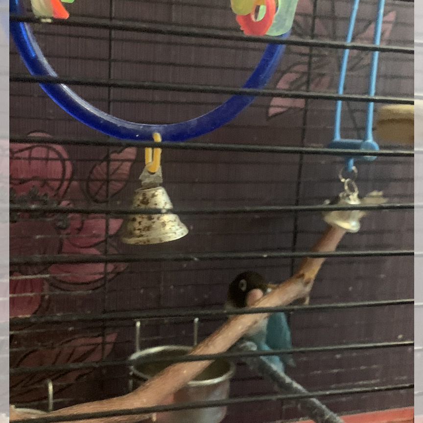 Попугай неразлучники с клеткой