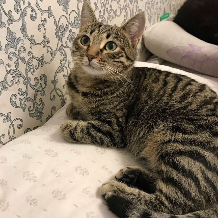 Котенок Тигреша в добрые руки
