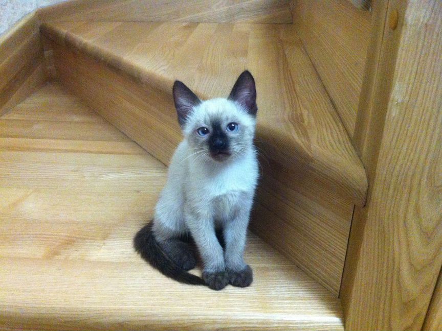 Кошка тайская окрас seal point