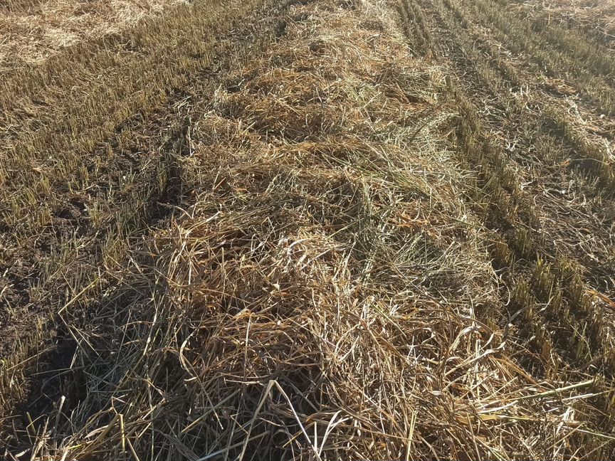 Сено суданка в тюках