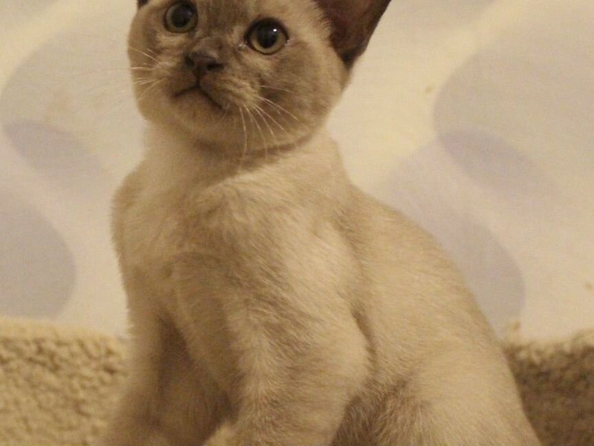 Котик европейская бурма