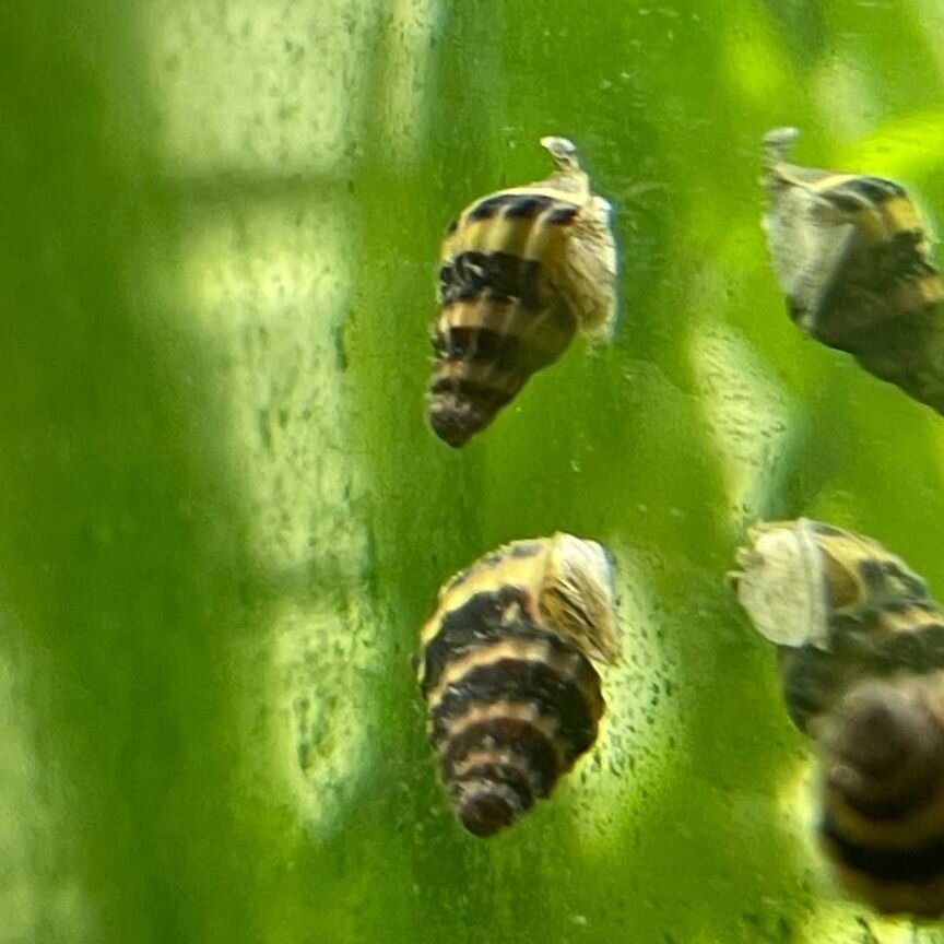 Улитка Хелена