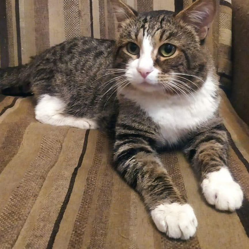 Отдам кота Матроскина