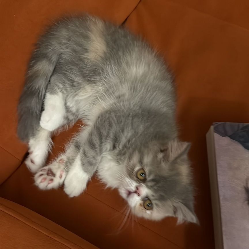 Персидский котёнок