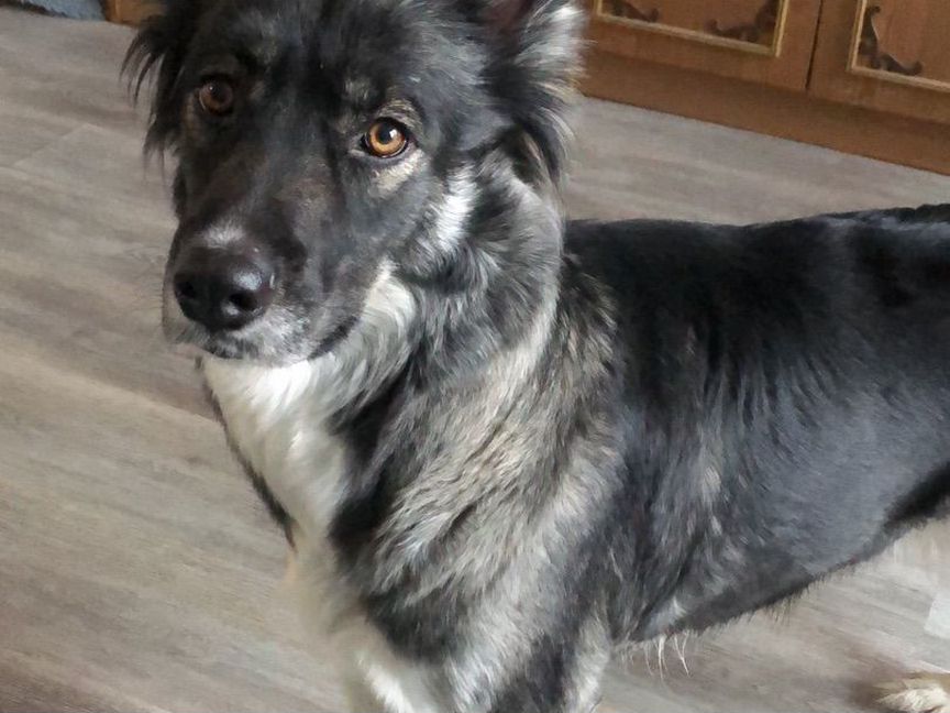 Собака в очень добрые руки