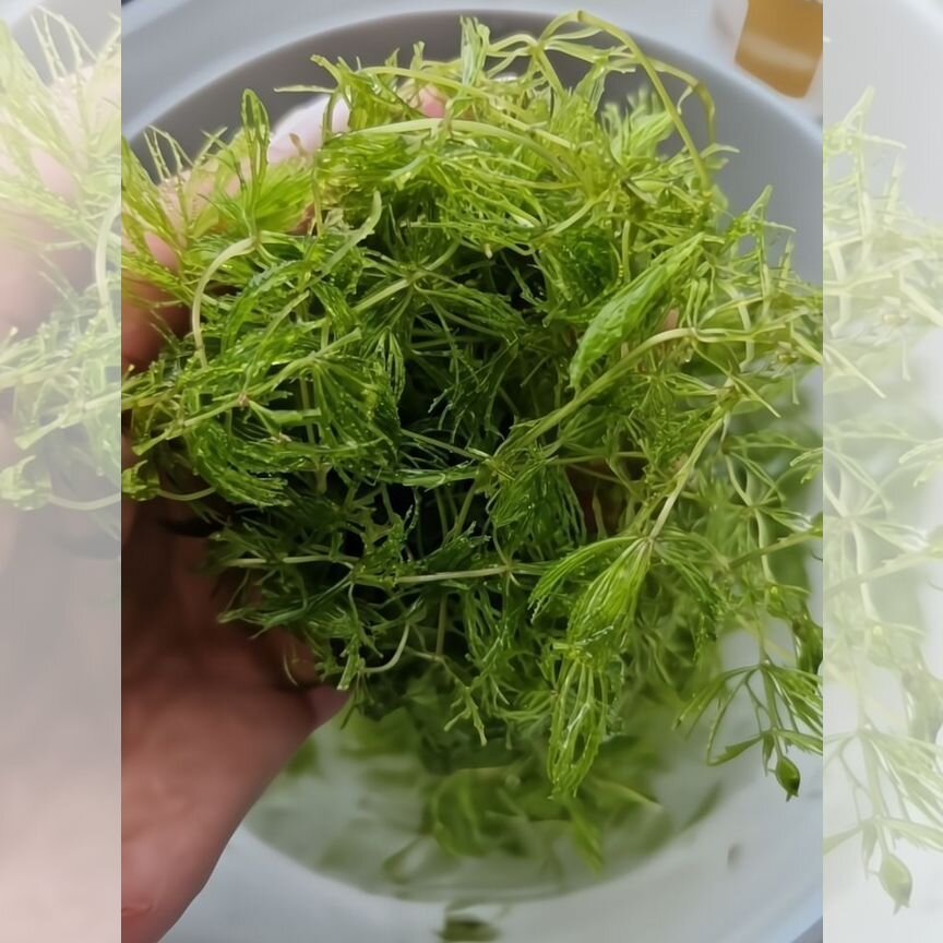 Аквариумные растения