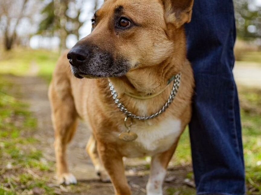 Собака небольшого размера в добрые руки