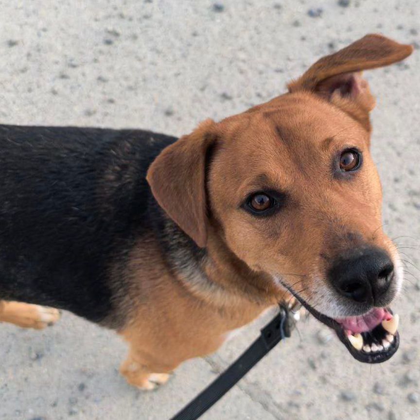 Взрослый пёс в добрые руки