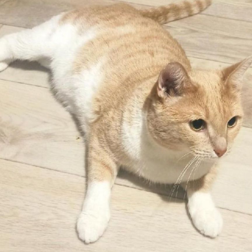 Взрослый кот в добрые руки