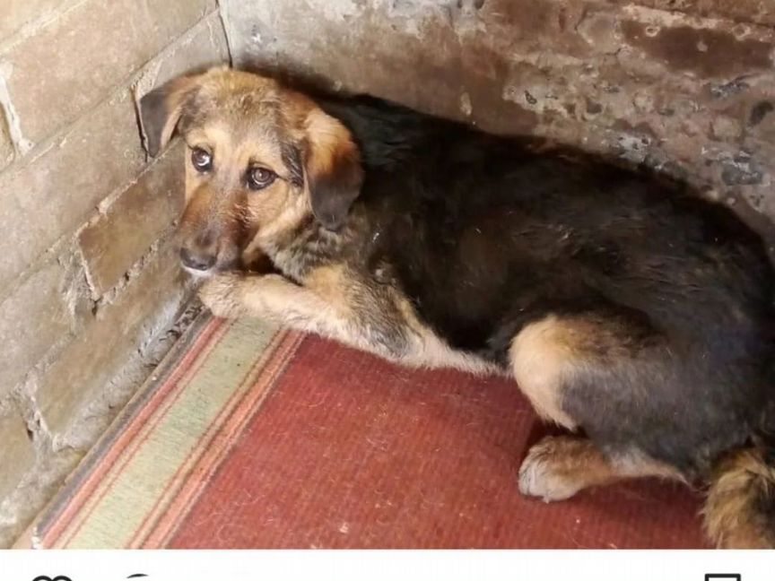 Собака в опасности