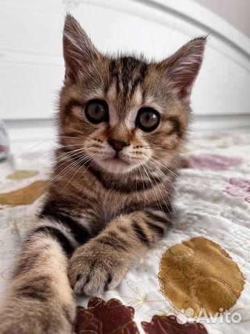 Котенок мраморный британец