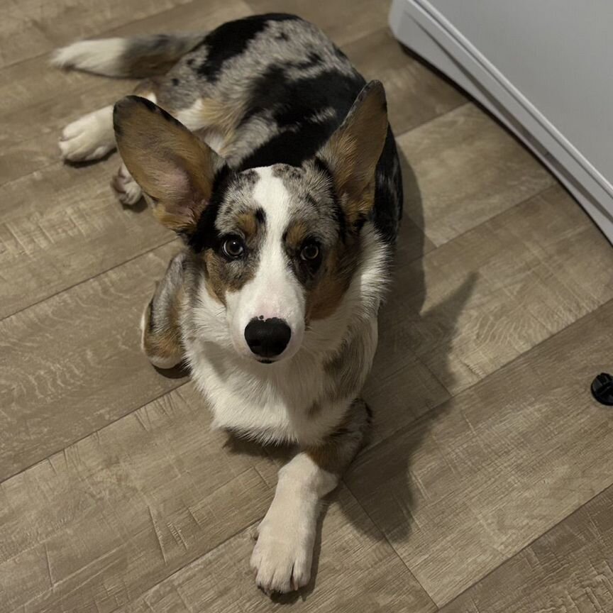 Вельш Корги Кардиган, щенок