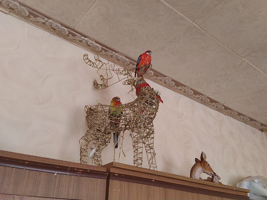 Папугаи какарики, розелла