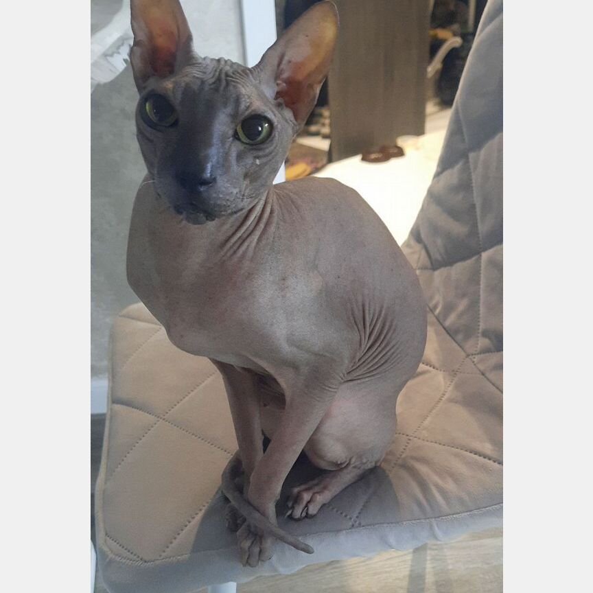 Отдам Канадского сфинкса