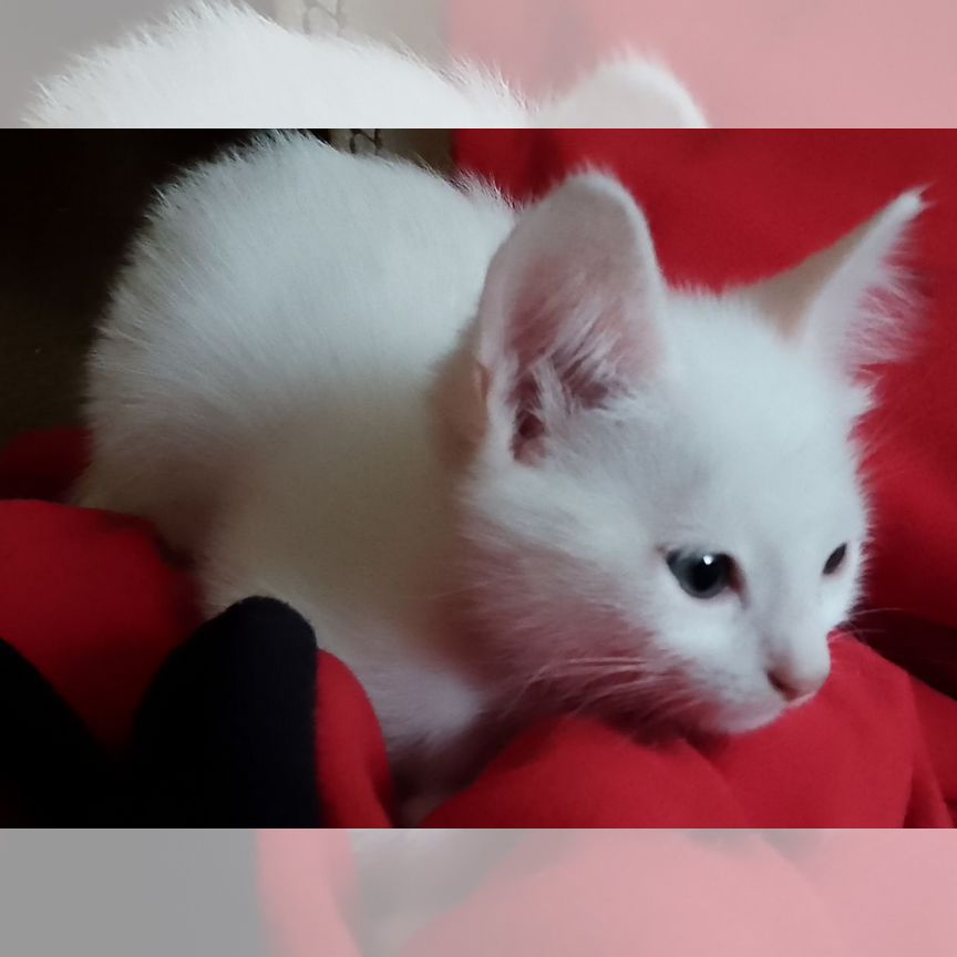 Продам котят