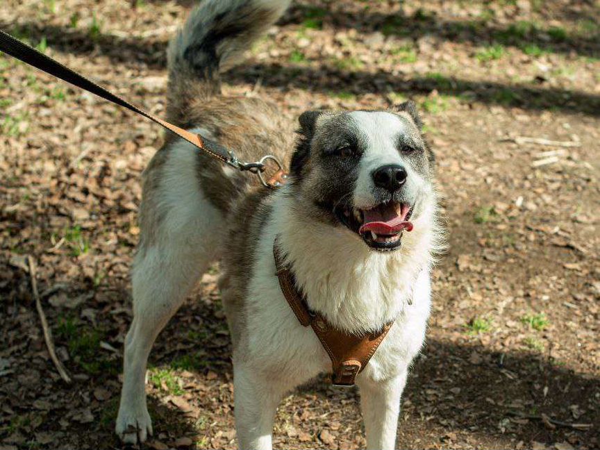 Панда ищет дом (собака из приюта)