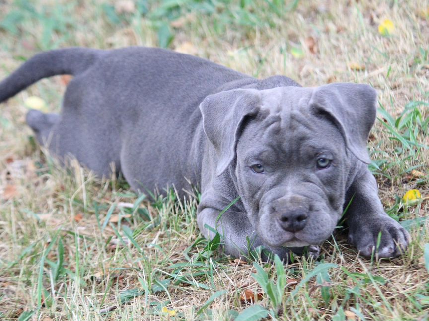 Очень красивые щенки- Американский булли