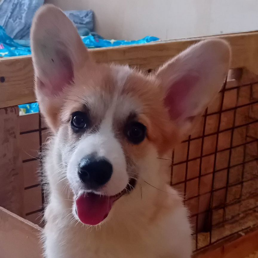 Вельш Корги Пемброк, щенок