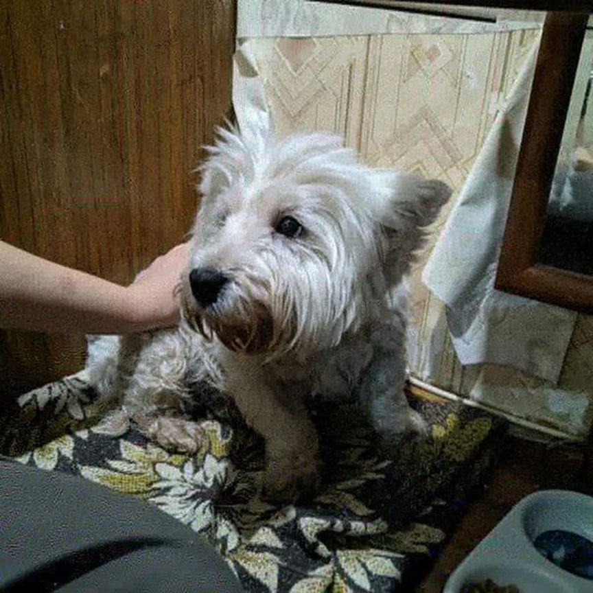 Отдам бесплатно в добрые руки