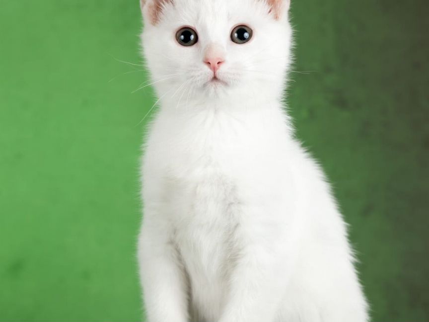 Белая малышка 2 месяца в дар