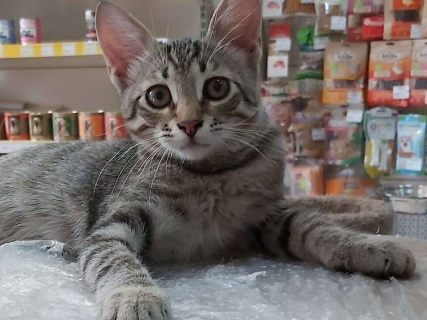 Котенок Кексик