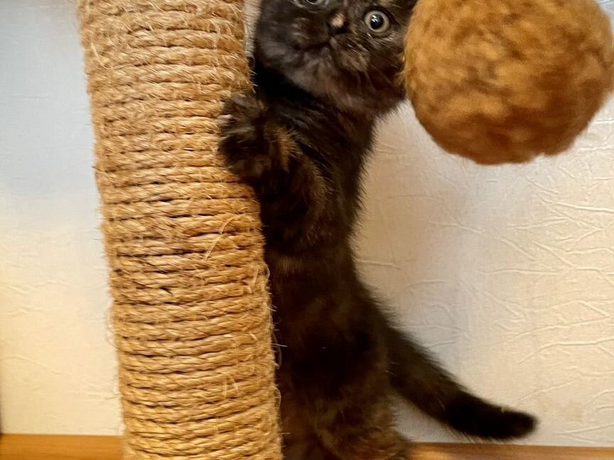 Шотландский котёнок Чунга-чанга :)