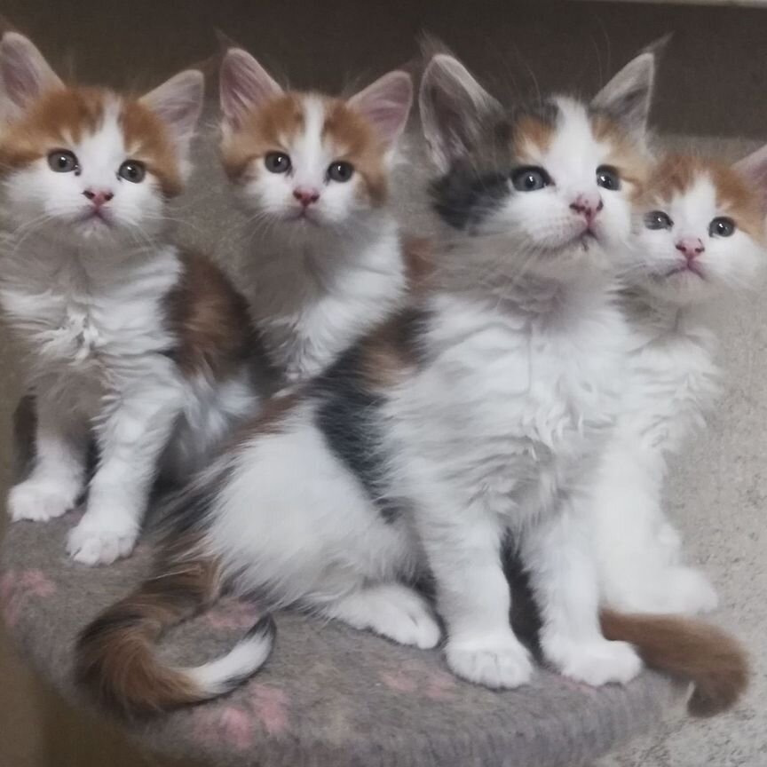 Котята мейн-кун