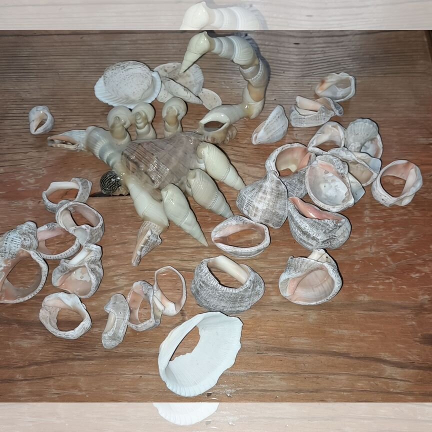 Ракушки в аквариум