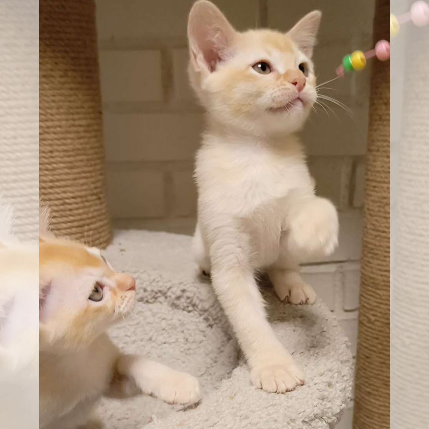 Бурманские котята
