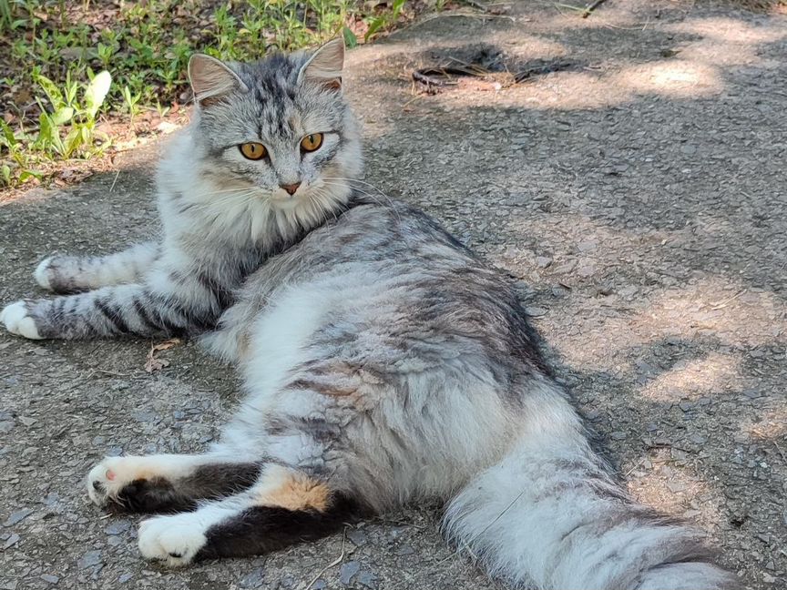 Пристроиться за 3 дня