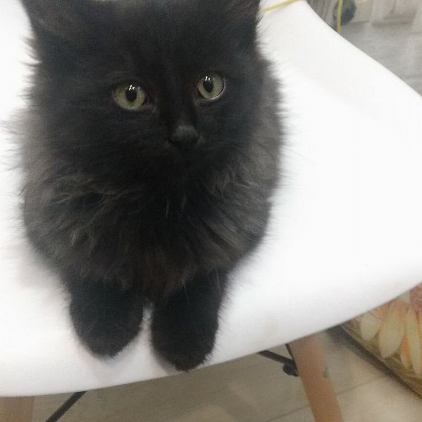Черный котенок в добрые руки