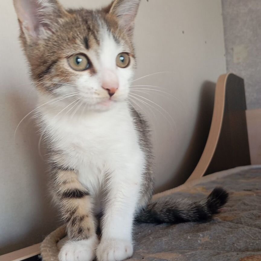 Котëнок в добрые руки бесплатно