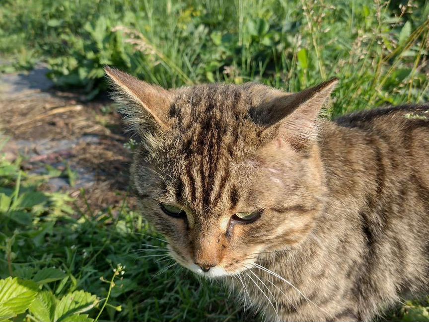 Кот-Гладиатор