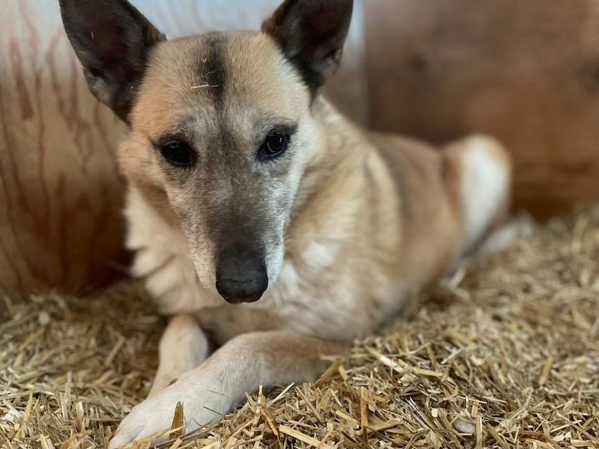 Милая старушка собака из приюта