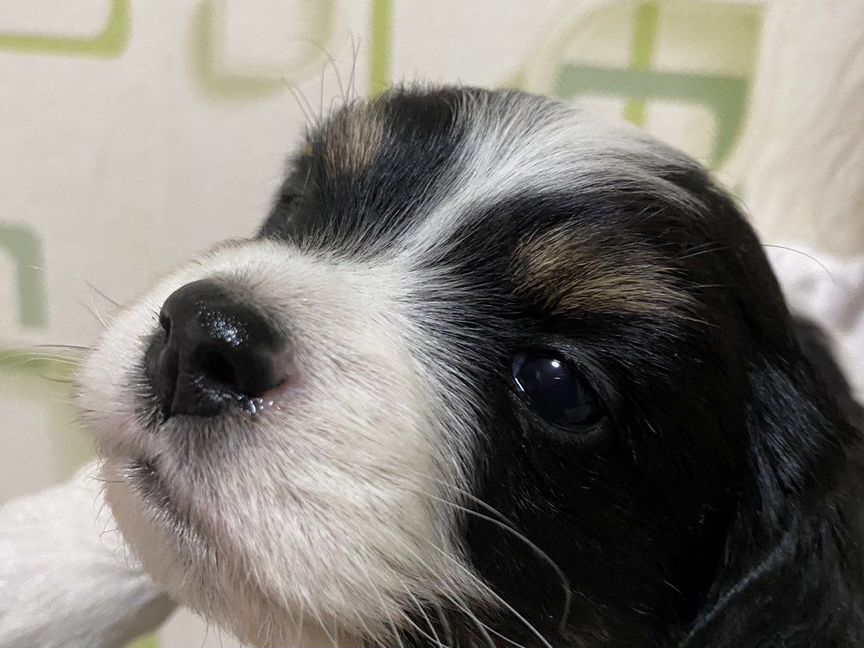 Отдам в добрые руки щенка