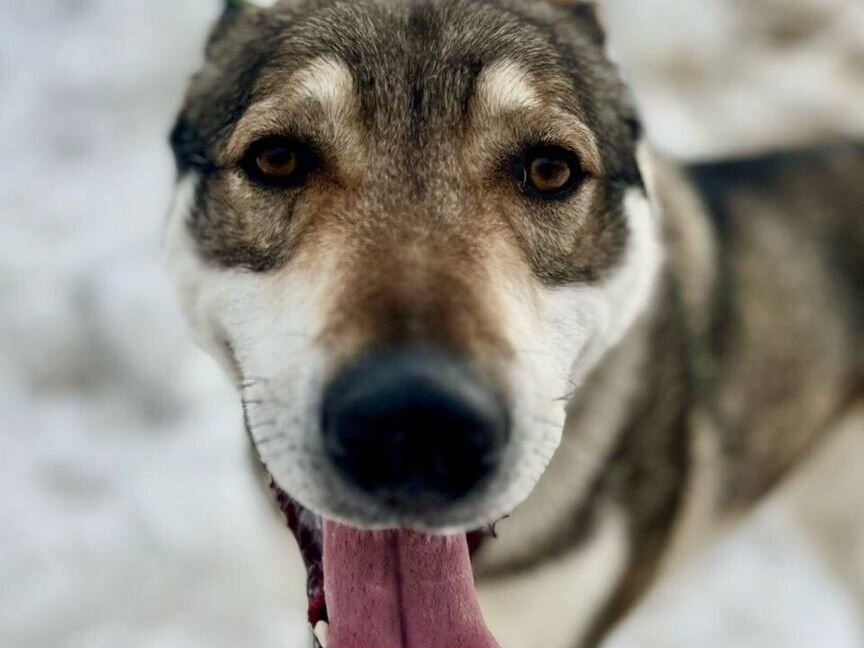 Собака Тайра ждет вас в приюте