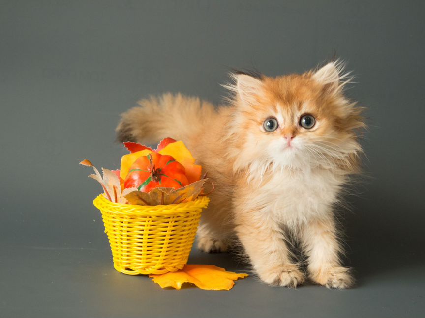 Мальчик золотая шиншилла